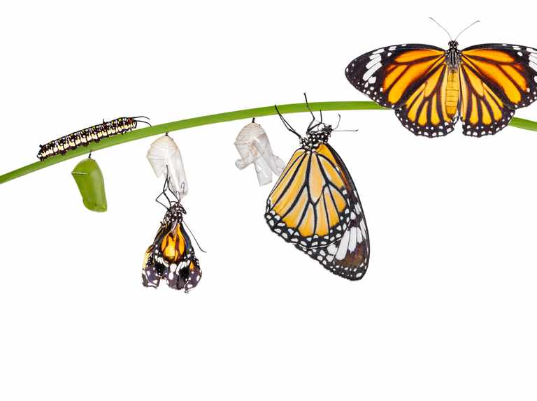 Are You in a Life Transition? You May Be Cocooning!